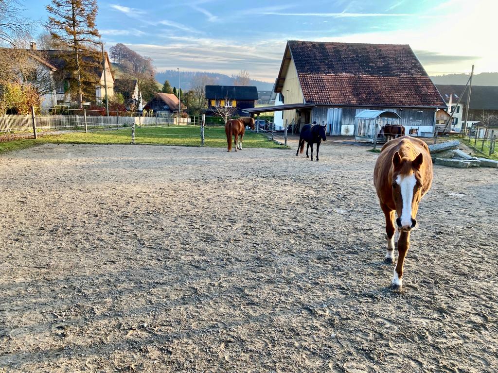 Pferdehaltung | Pferdeunterstütztes Coaching